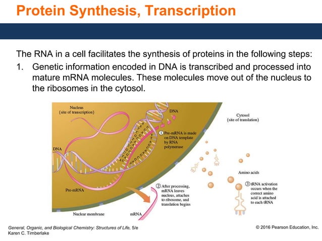 CH_21_6_Genetic_Code_Protein_Synthesis_5th_ed.pptx