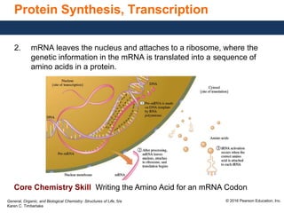 CH_21_6_Genetic_Code_Protein_Synthesis_5th_ed.pptx