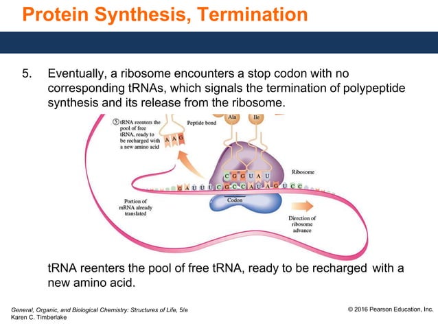 CH_21_6_Genetic_Code_Protein_Synthesis_5th_ed.pptx