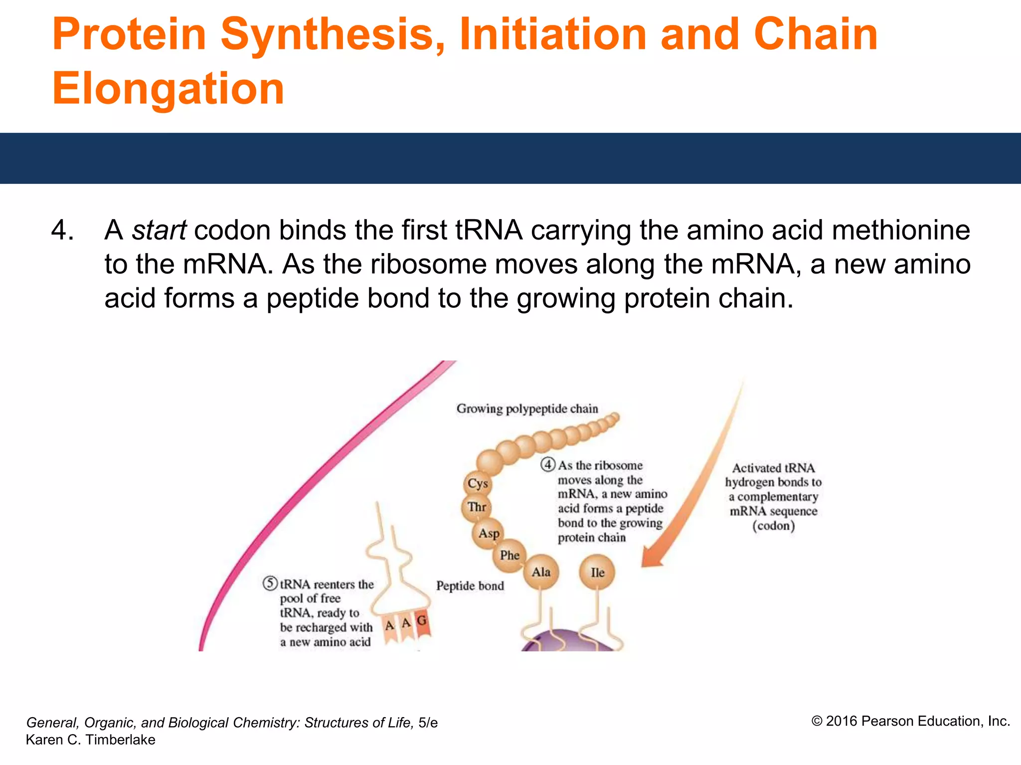 CH_21_6_Genetic_Code_Protein_Synthesis_5th_ed (5).pptx