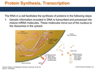 CH_21_6_Genetic_Code_Protein_Synthesis_5th_ed (5).pptx