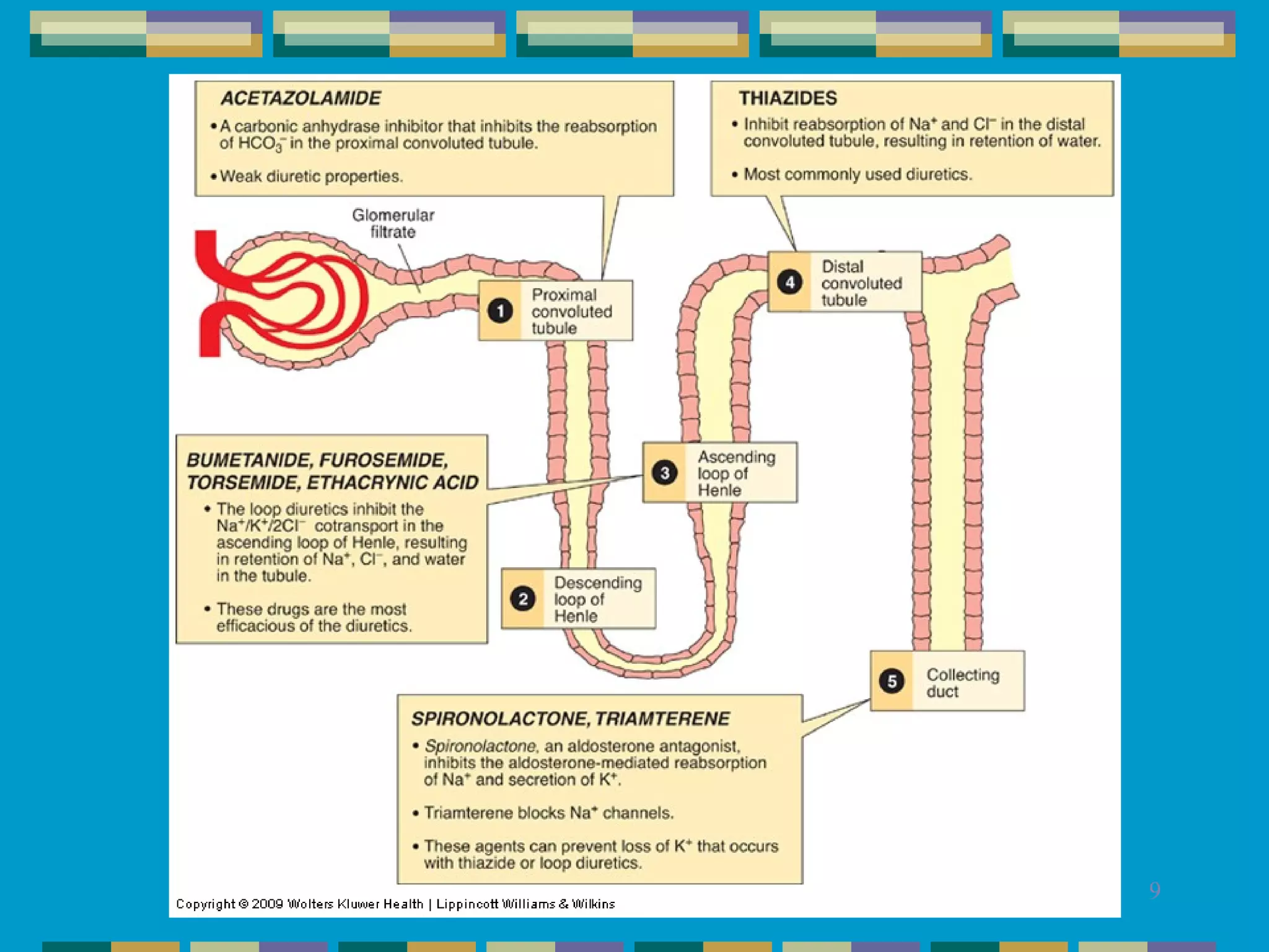 urinary system drugs | PPT