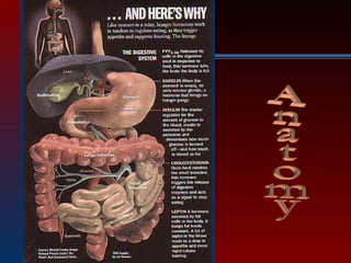 gastrointestinal agents | PPT