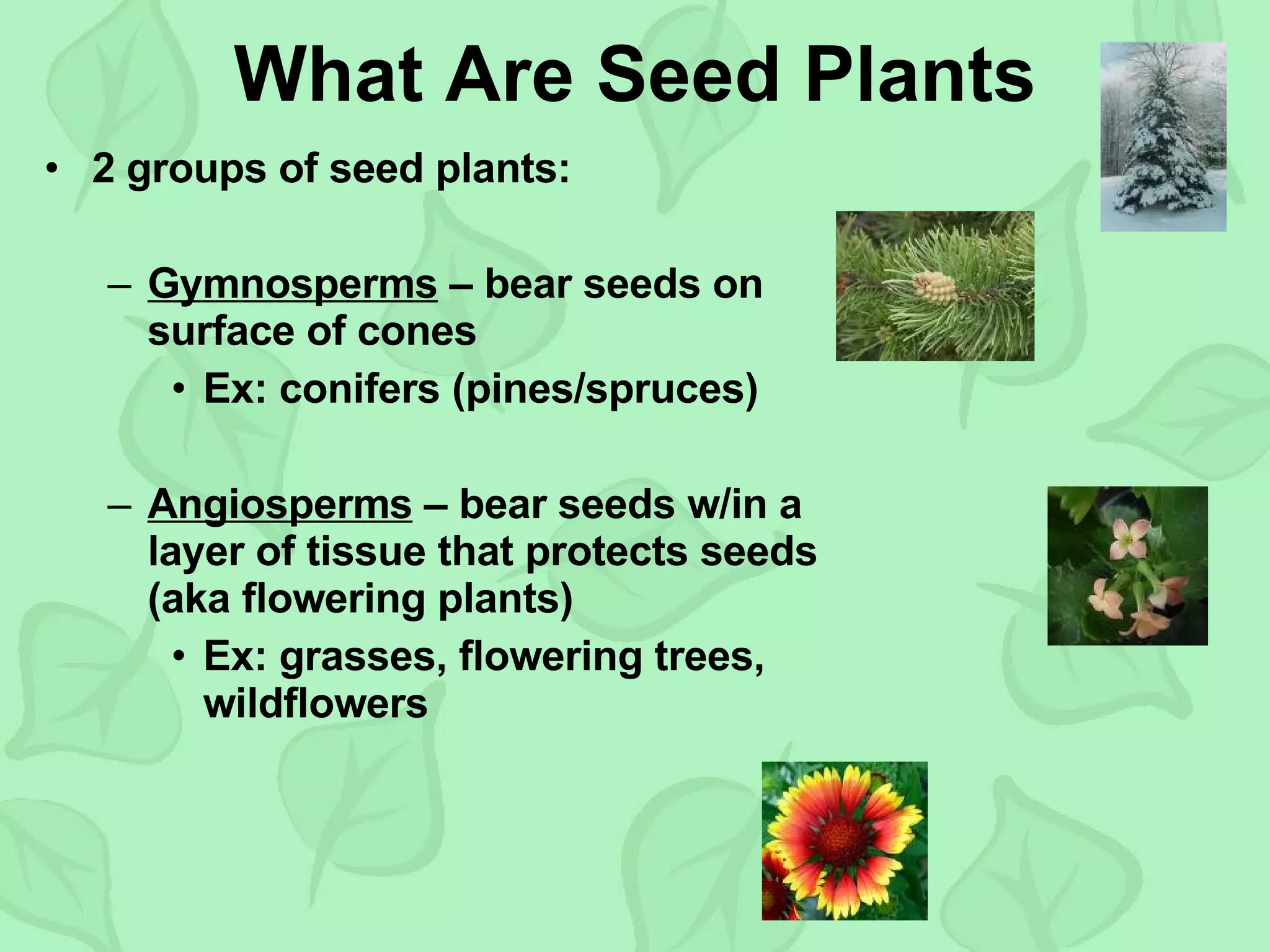 Ch22 Intro to Plants | PPT
