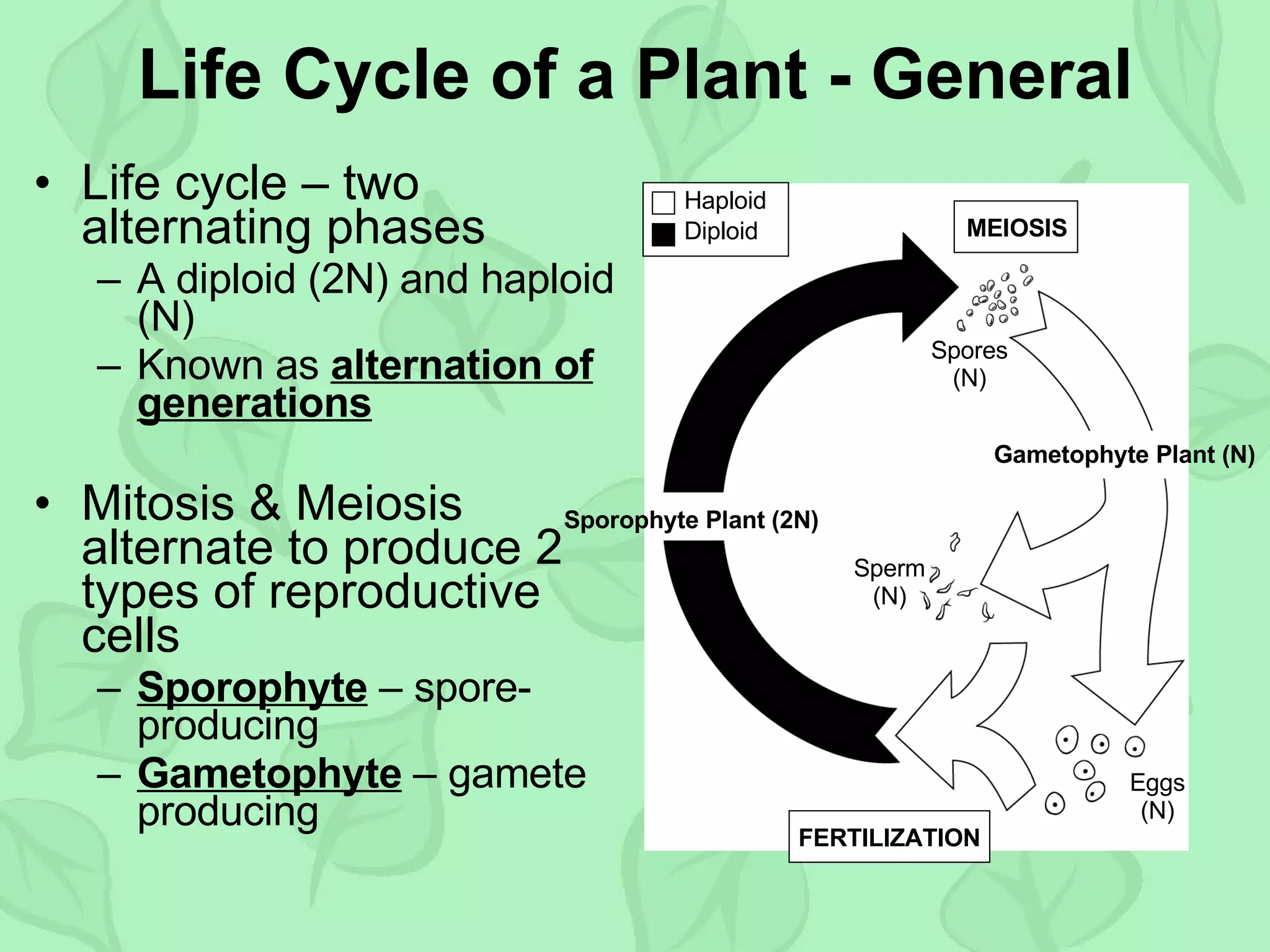Ch22 Intro to Plants | PPT
