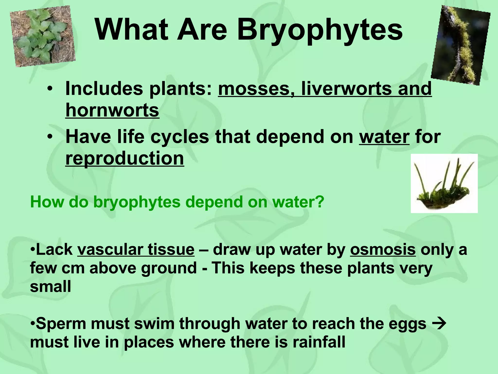 Ch22 Intro to Plants | PPT