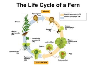 Ch22 Intro to Plants | PPT