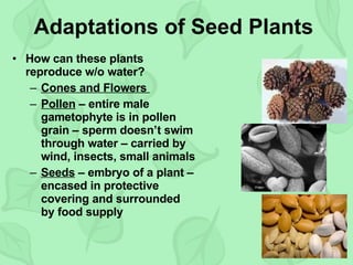 Ch22 Intro to Plants | PPT