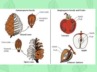 Ch22 Intro to Plants | PPT
