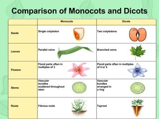 Ch22 Intro to Plants | PPT