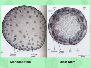 Ch22 Intro to Plants | PPT