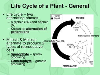 Ch22 Intro to Plants | PPT