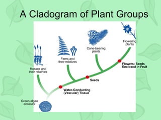 Ch22 Intro to Plants | PPT