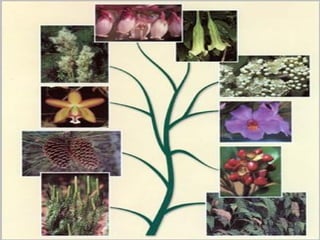 Ch22 intro to plant | PPT