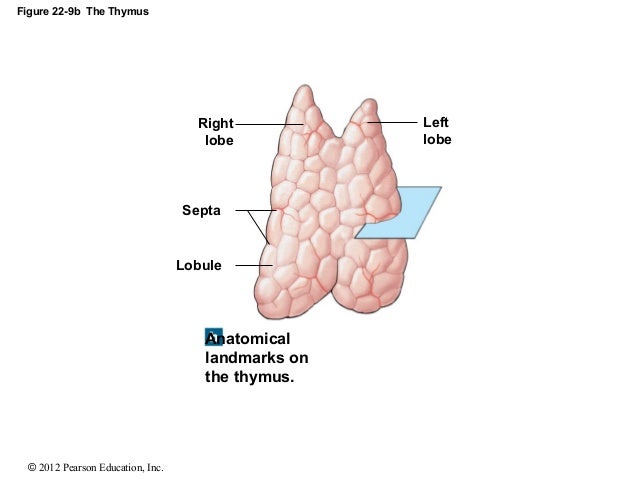 169 Ch 22_lecture_presentation