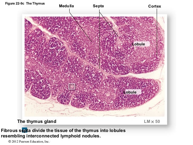 169 Ch 22_lecture_presentation