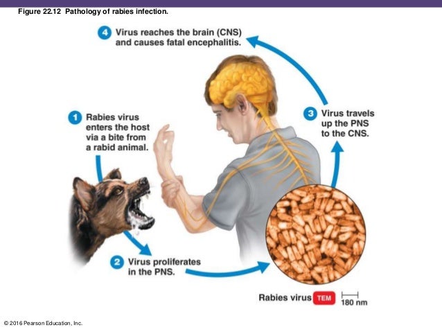 Ch 22_lecture_presentation