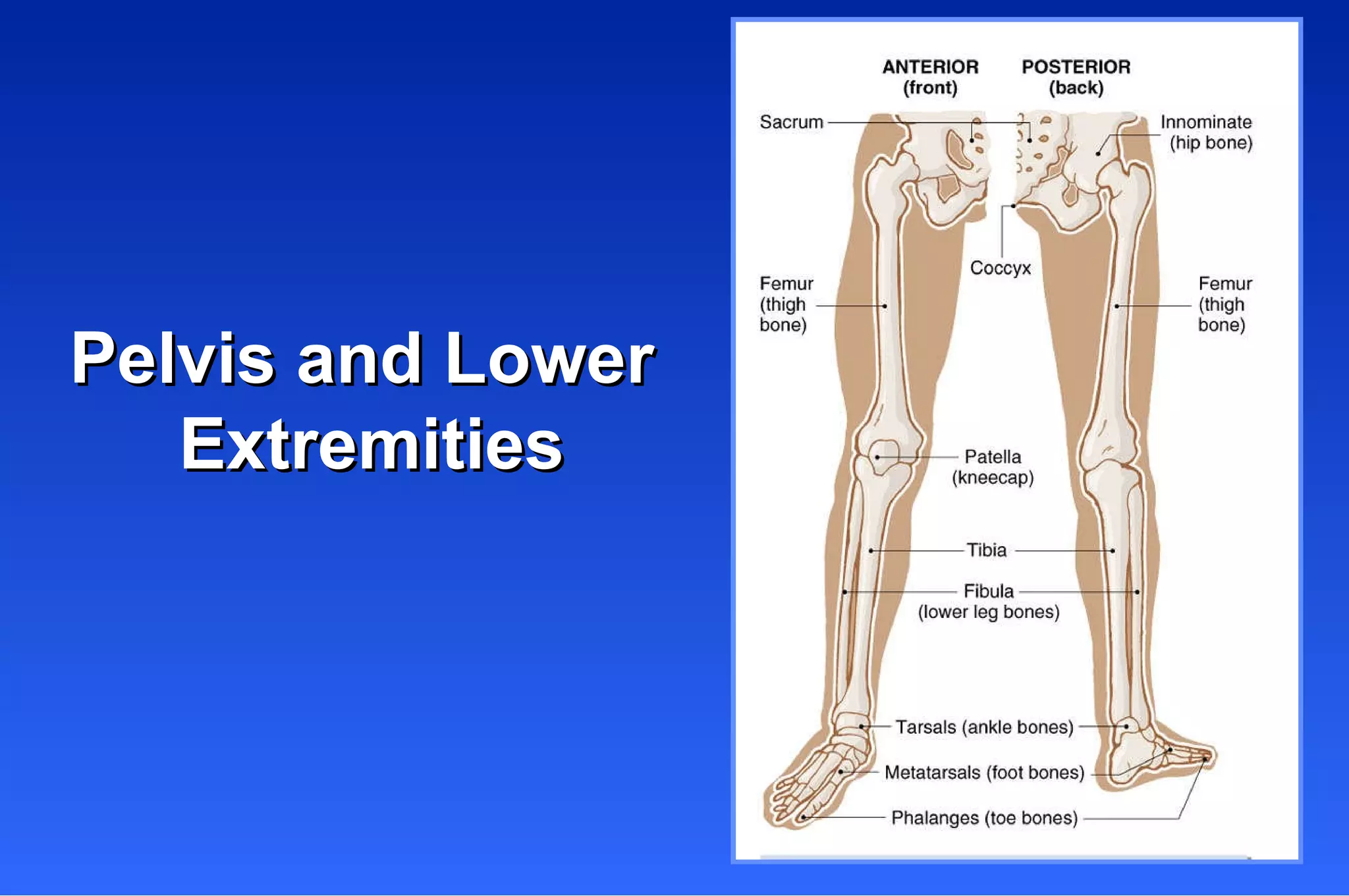 Musculoskeletal Injuries | PPT