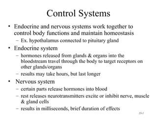THE HUMAN CONTROL SYSTEM (HUMAN ANATOMY) | PPT