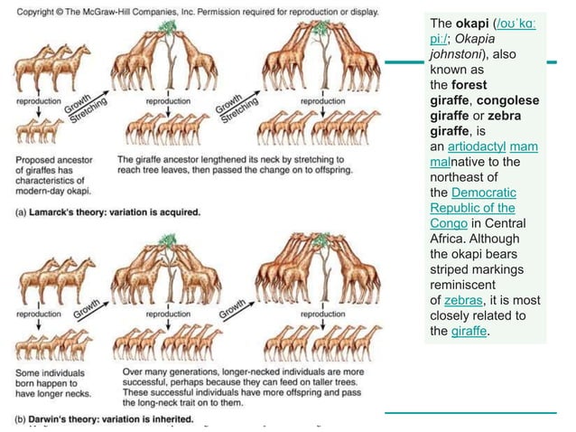Ch 23_Evolution of Population.ppt