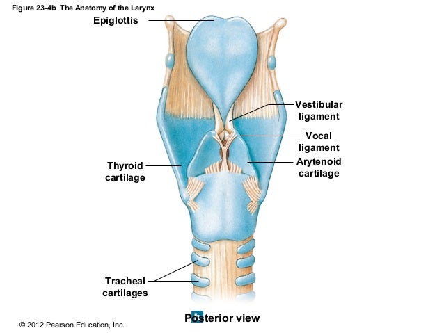 169 Ch 23_lecture_presentation