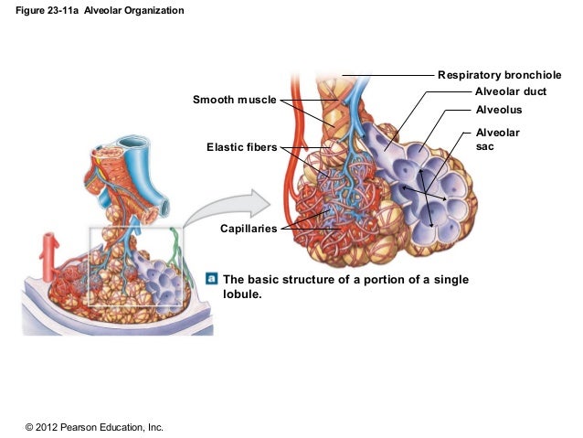 169 Ch 23_lecture_presentation