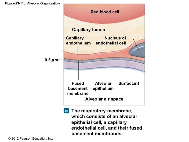 Ch 23_lecture_presentation