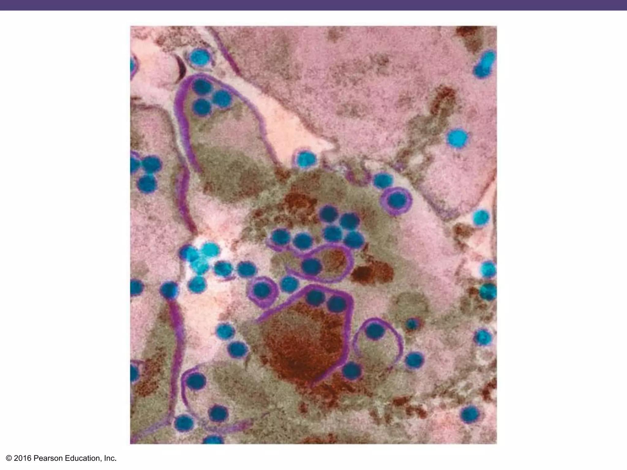 Ch 23_lecture_presentation | PPTX