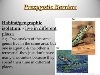 Speciation prezygotic and postzygotic | PPT