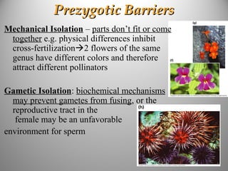 Postzygotic Isolation