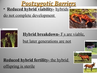 Prezygotic Isolation