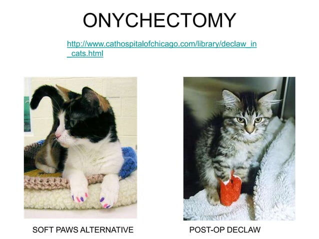 CH24 lecture pics and videos.ppt