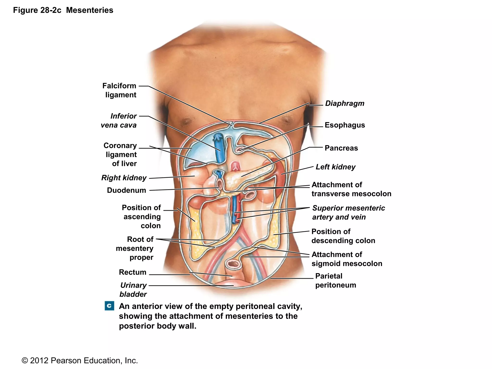 169 Ch 24_lecture_presentation | PPT