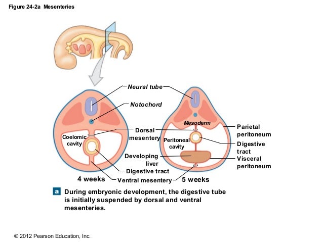 169 Ch 24_lecture_presentation