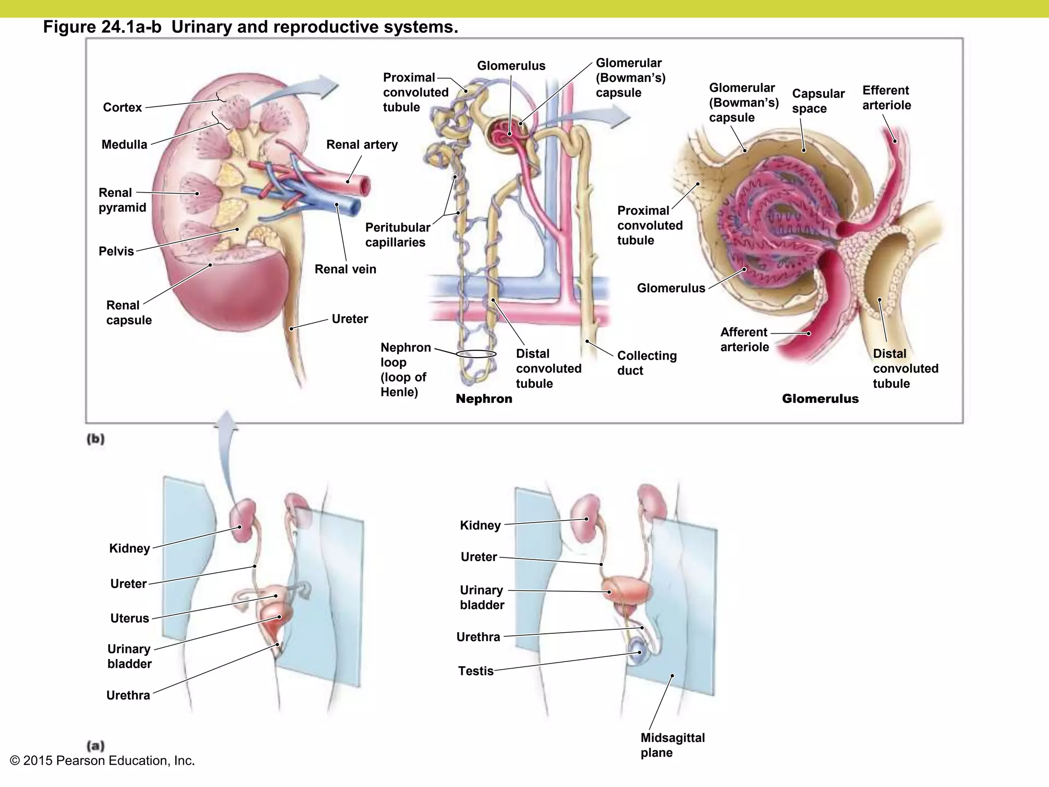 Ch24lecturepresentation 150831183522-lva1-app6892 | PPT