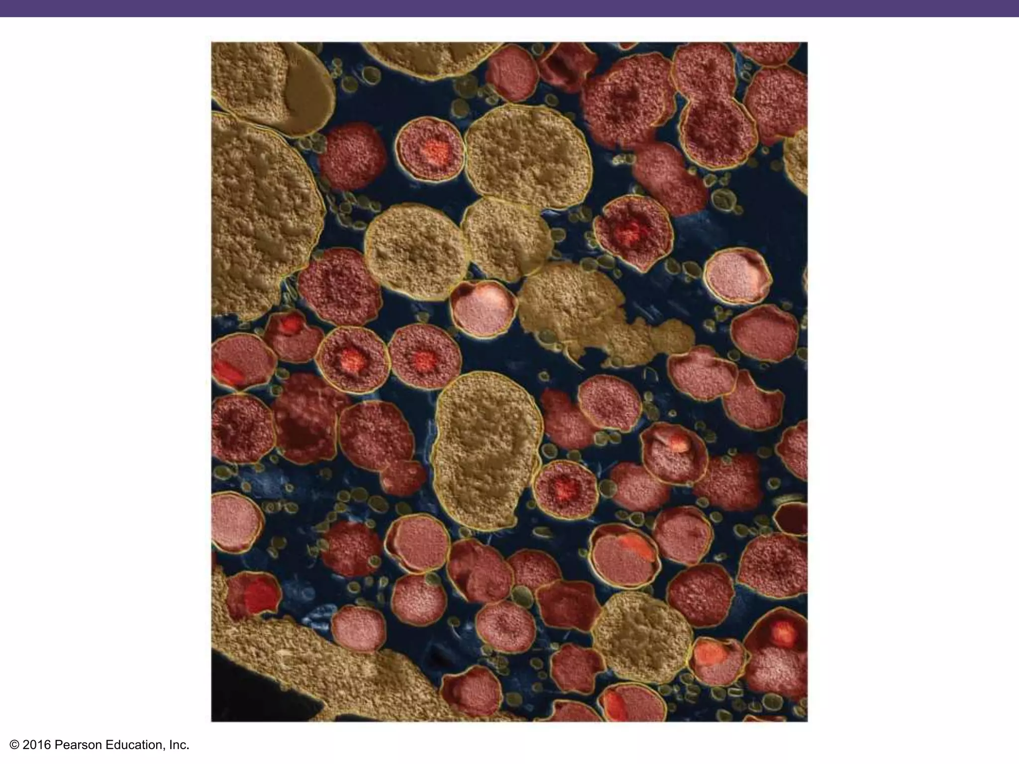 Ch 24_lecture_presentation | PPTX