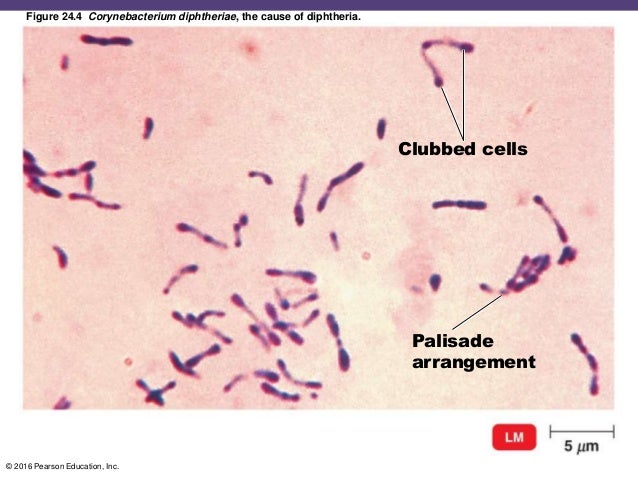 Ch 24_lecture_presentation