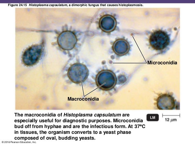 Ch 24_lecture_presentation