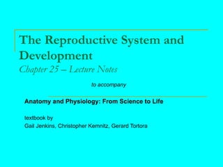 Chapter 25 The Reproductive System and Development | PPT