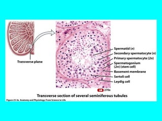 Chapter 25 The Reproductive System and Development | PPT