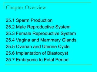 Chapter 25 The Reproductive System and Development | PPT