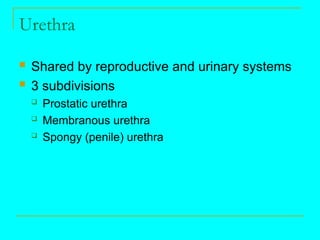 Chapter 25 The Reproductive System and Development | PPT