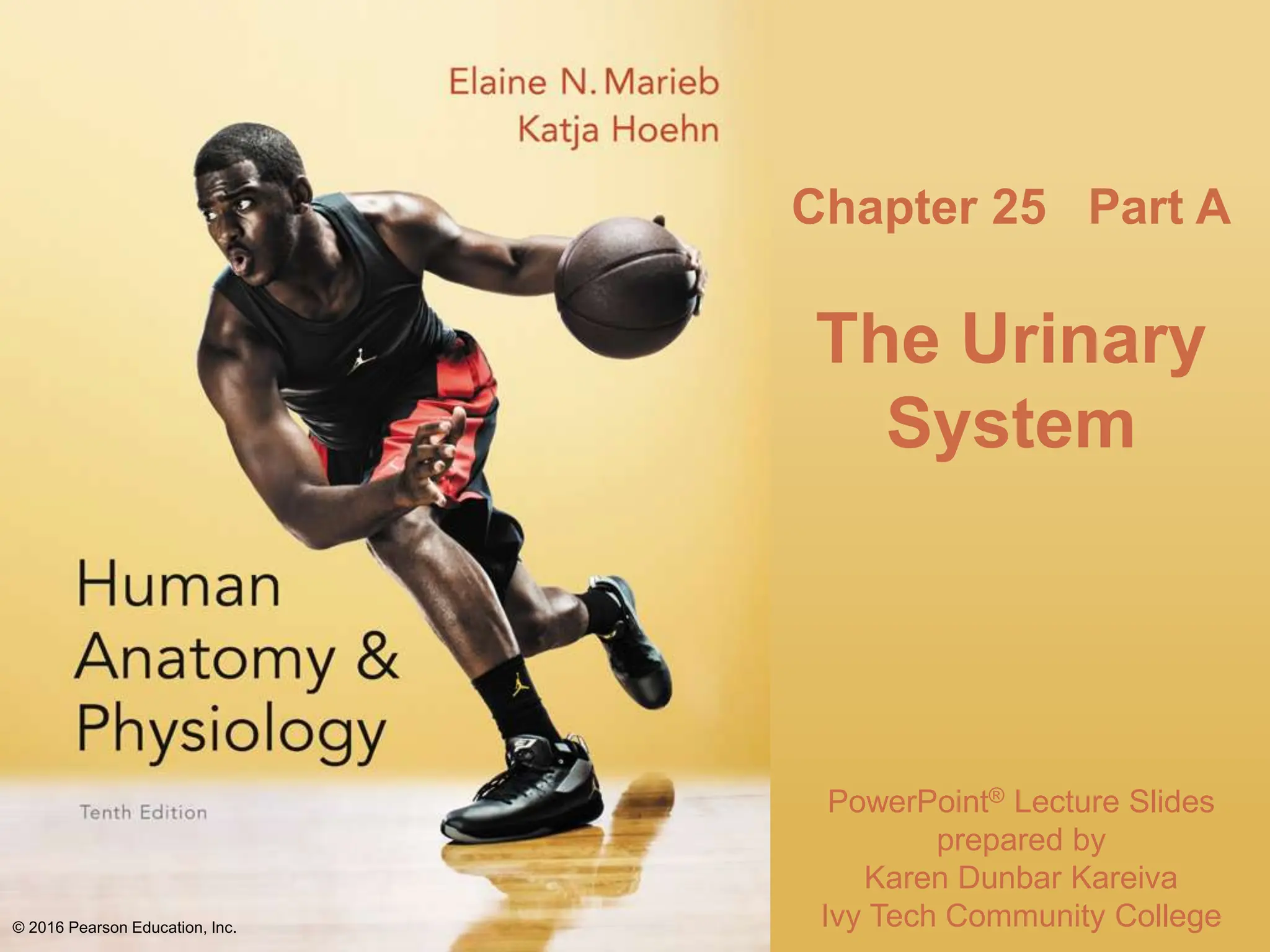 Pearson Human Anatomy & Physiology The Urinary System | PPTX