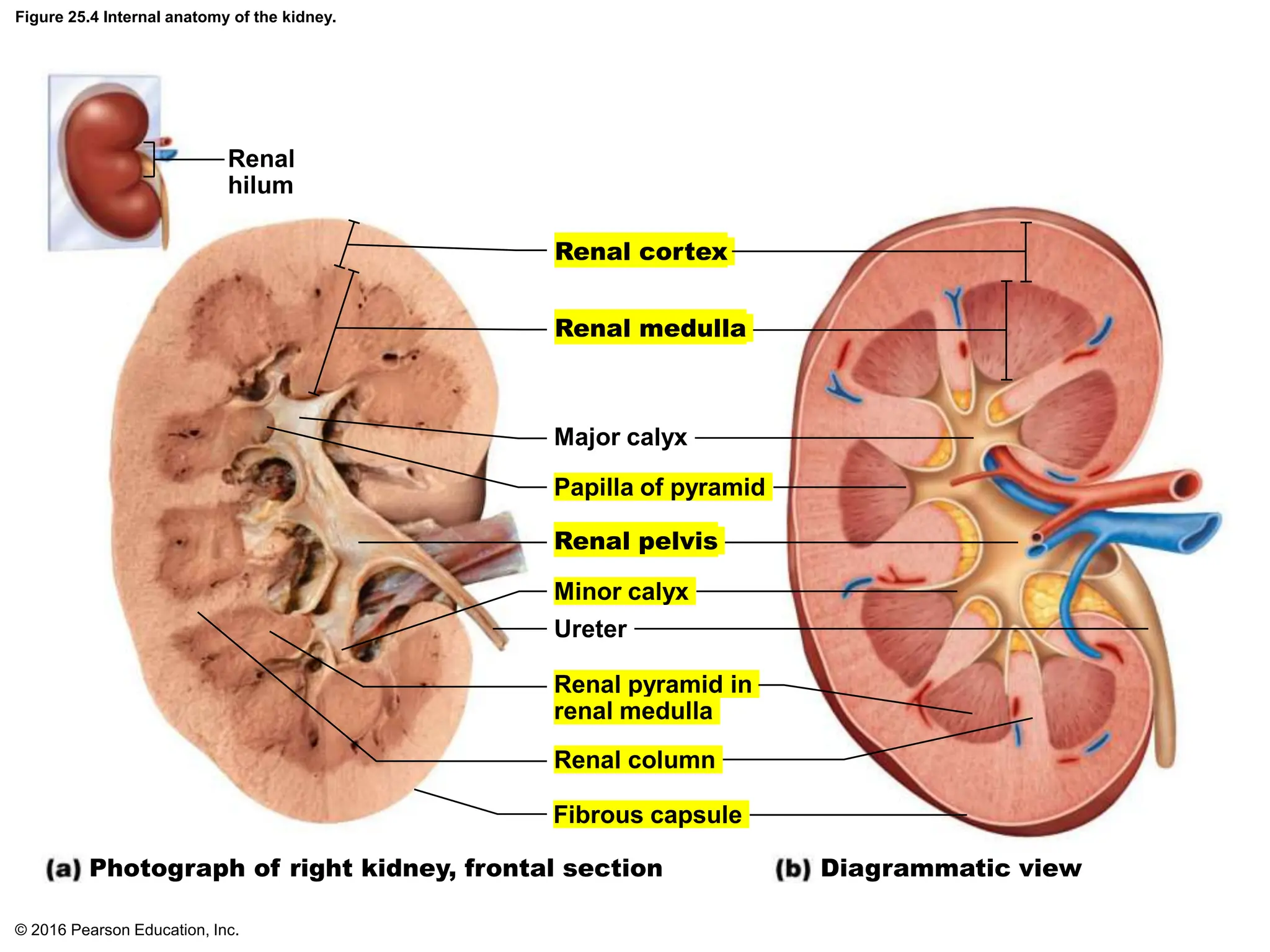 Pearson Human Anatomy & Physiology The Urinary System | PPTX