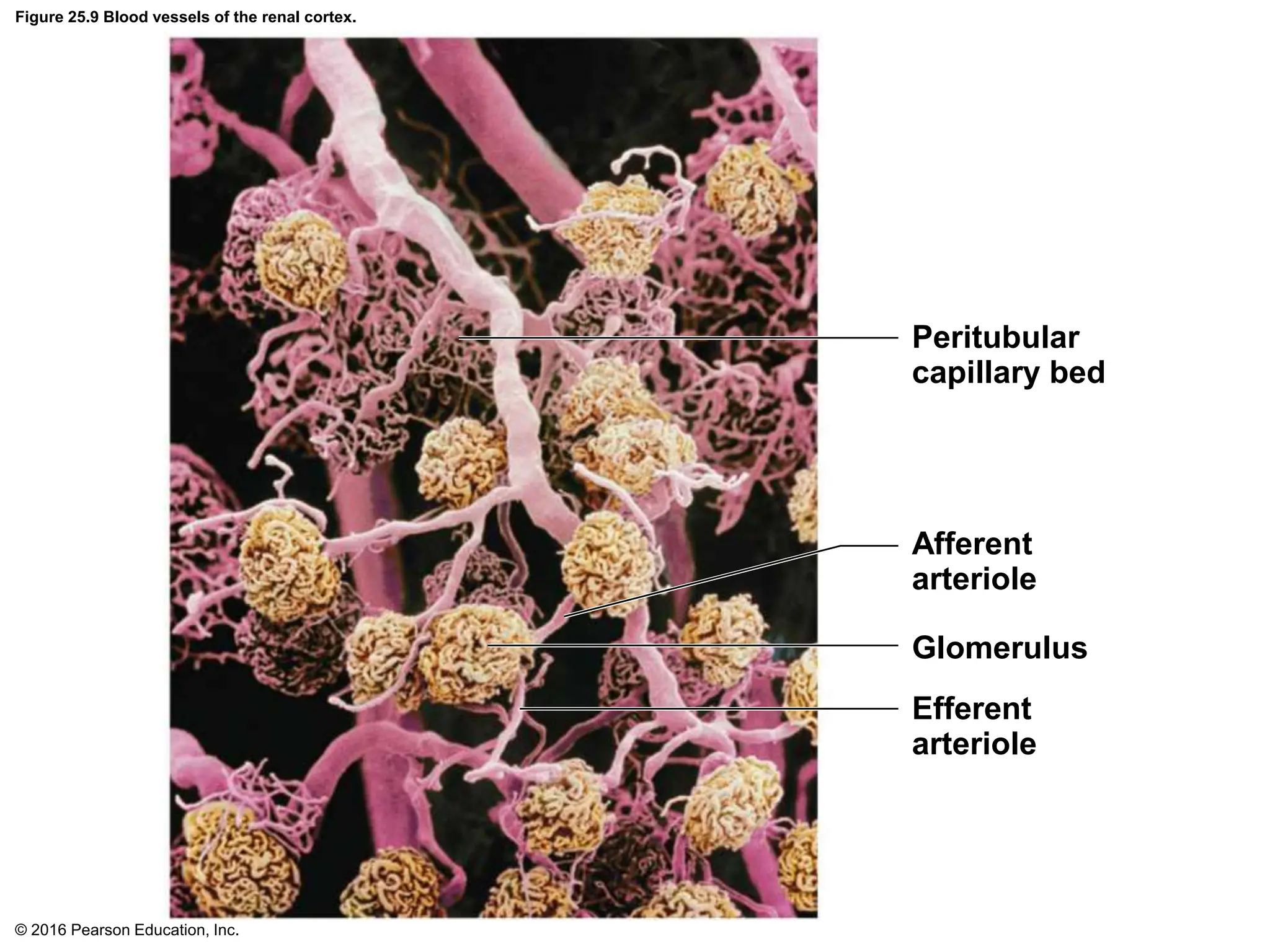 Pearson Human Anatomy & Physiology The Urinary System | PPTX