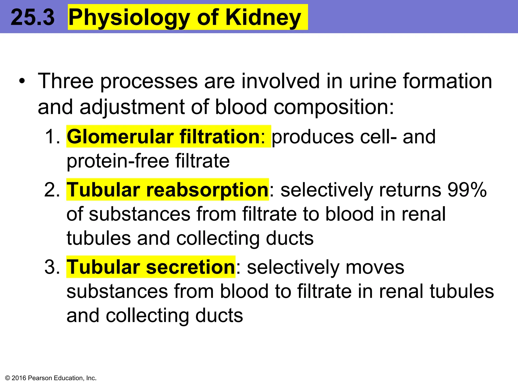 Pearson Human Anatomy & Physiology The Urinary System | PPTX