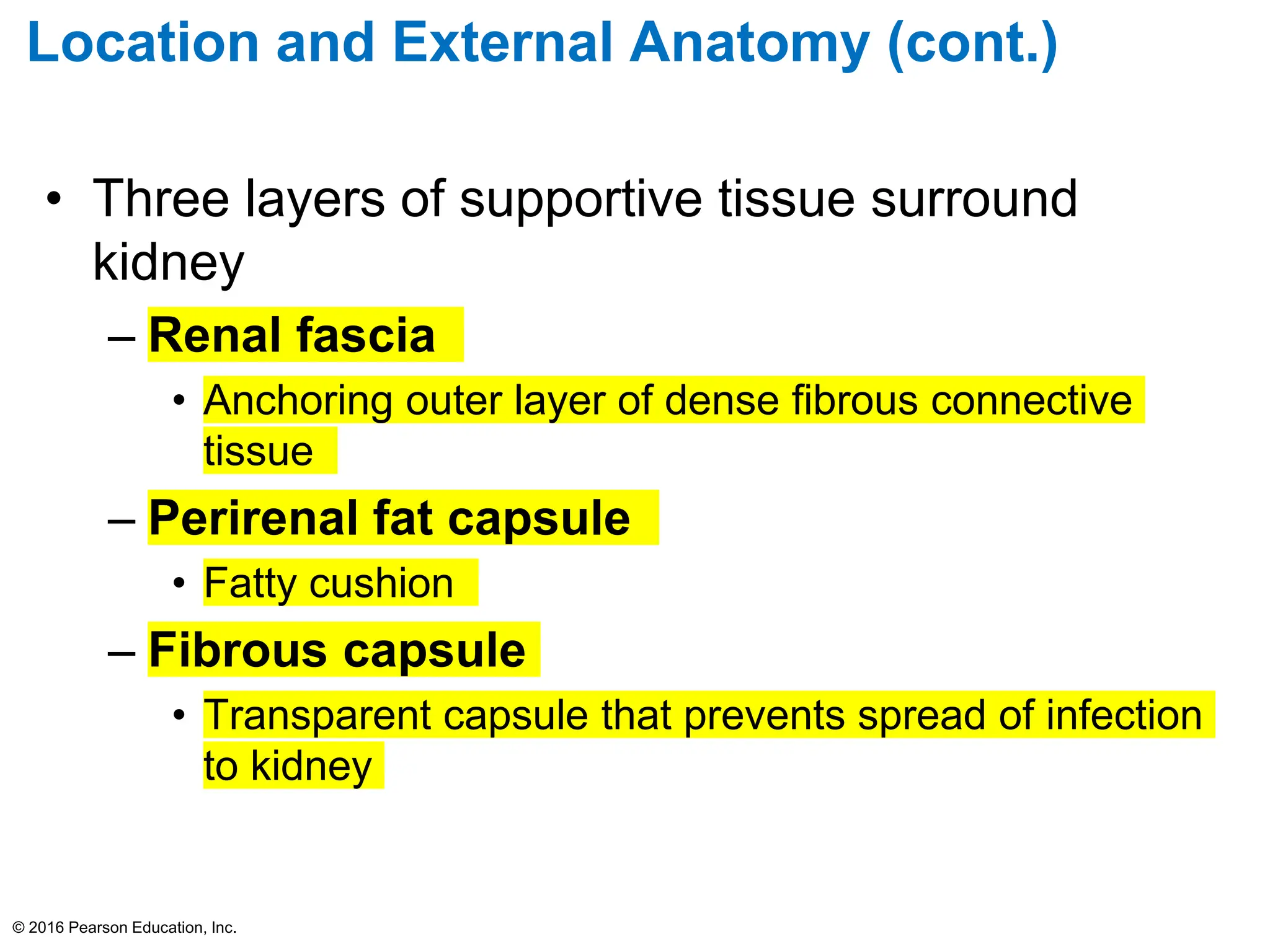 Pearson Human Anatomy & Physiology The Urinary System | PPTX