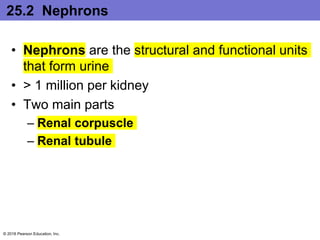 Pearson Human Anatomy & Physiology The Urinary System | PPTX
