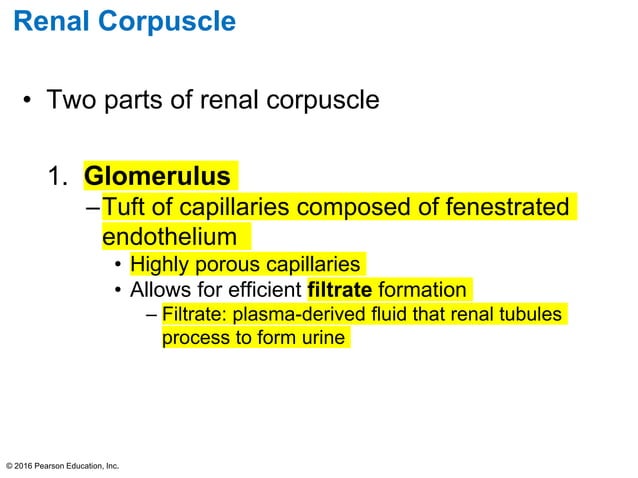Pearson Human Anatomy & Physiology The Urinary System | PPTX