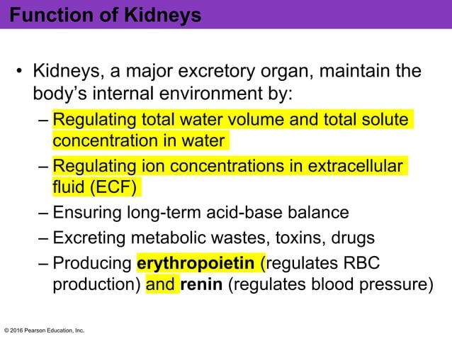 Pearson Human Anatomy & Physiology The Urinary System | PPTX